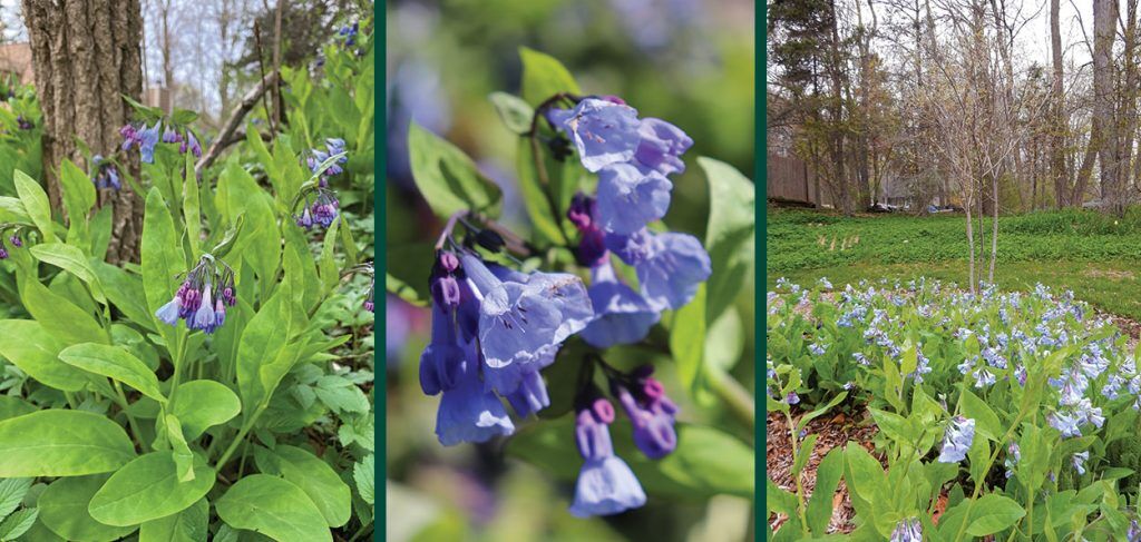 Virginia Bluebells | Johnson's Nursery | KB