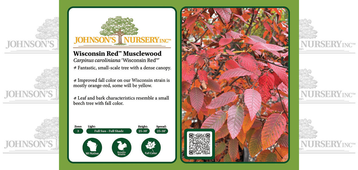 Wisconsin Red™ Musclewood | Johnson's Nursery | KB