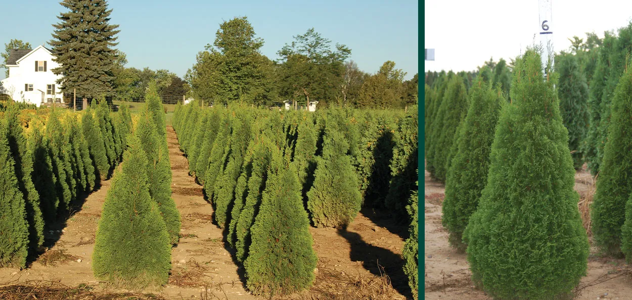 Emerald Arborvitae | Johnson's Nursery | KB