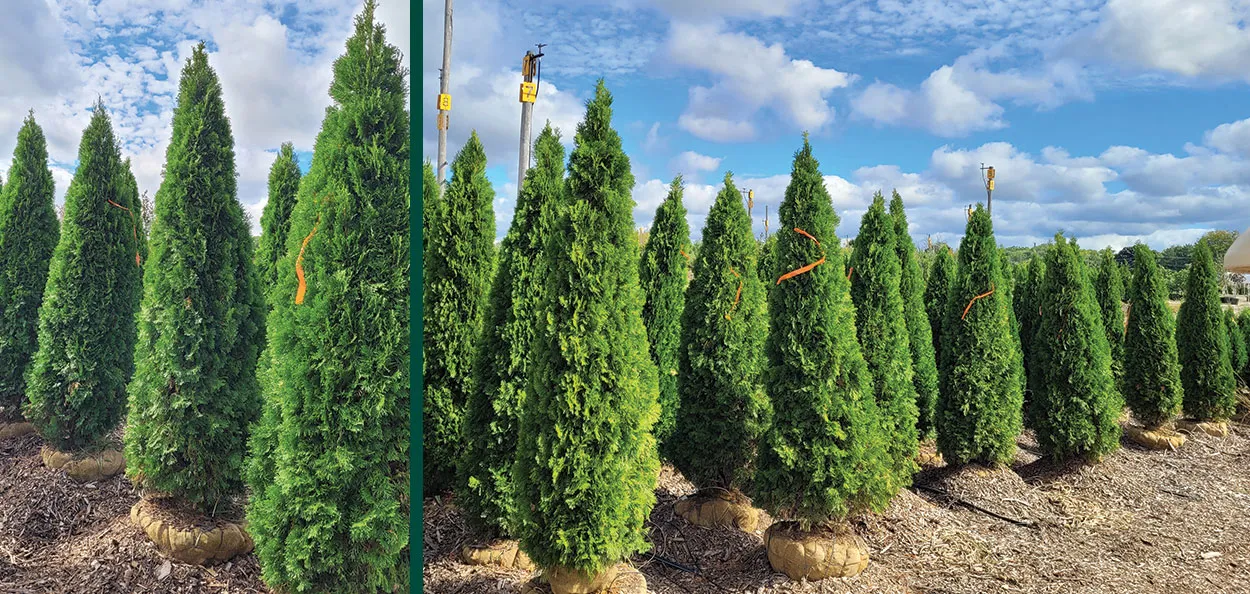Emerald Arborvitae | Johnson's Nursery | KB