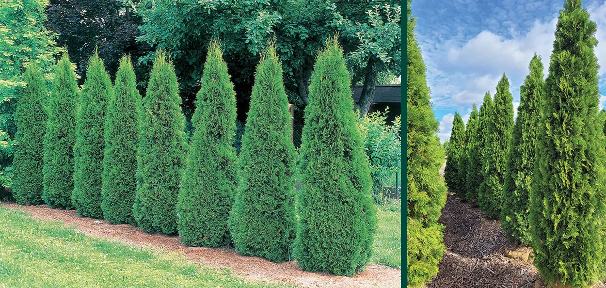 Emerald Arborvitae | Johnson's Nursery | KB