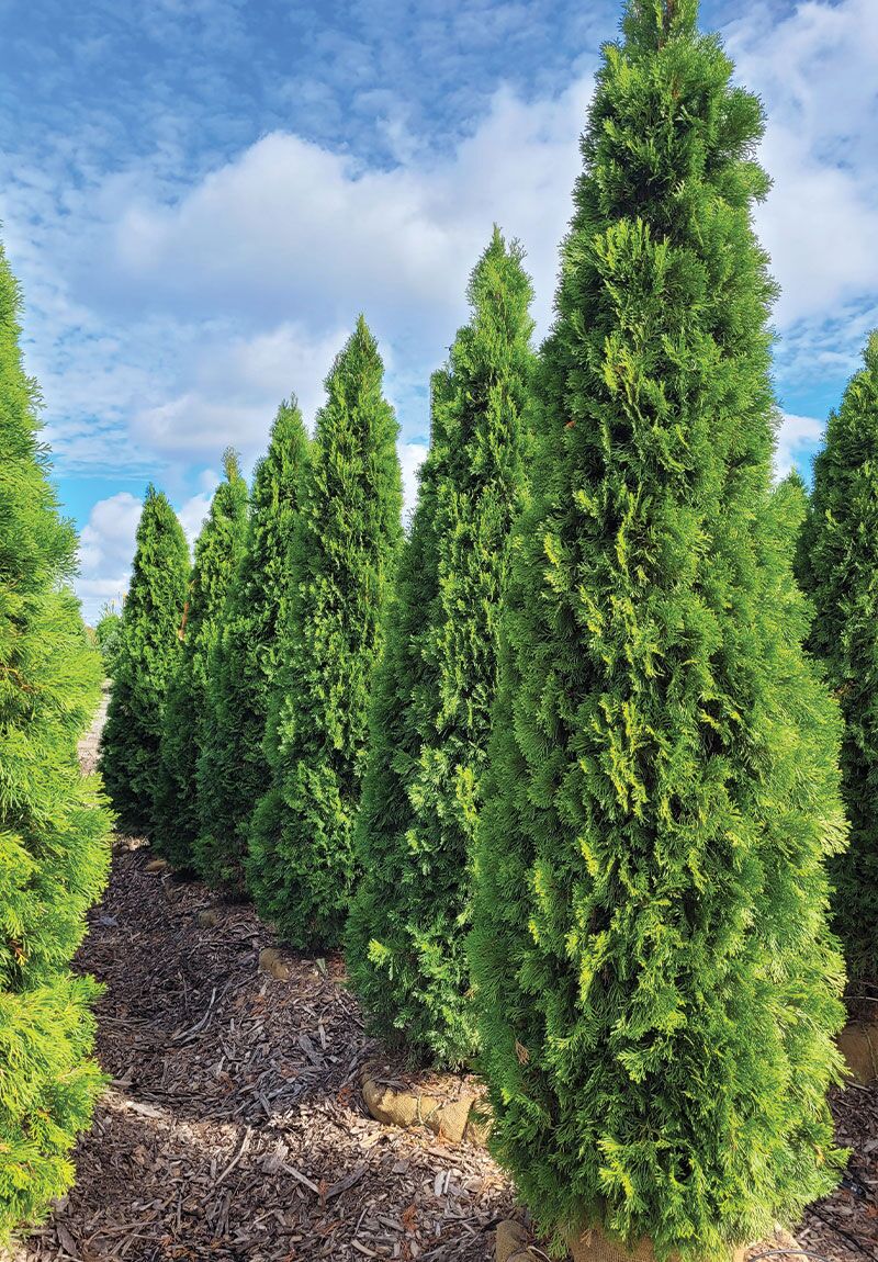 Emerald Arborvitae | Johnson's Nursery | KB