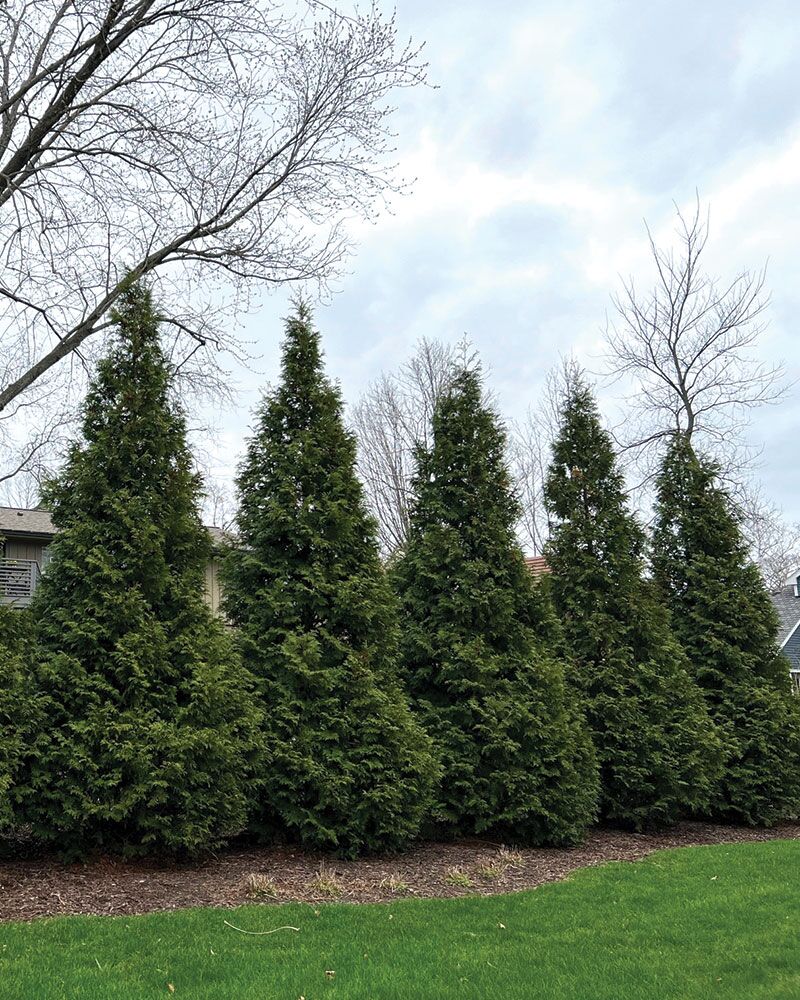 Green Giant Arborvitae Screen Green Giant Arborvitae | Fast Growing