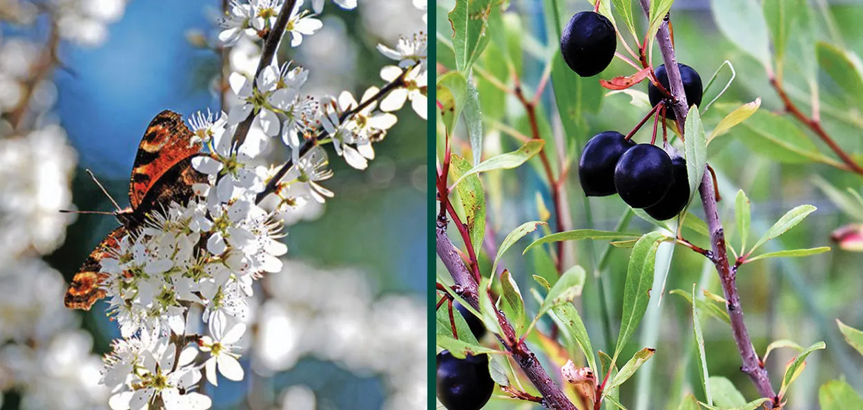 Western Sand Cherry | Johnson's Nursery | KB