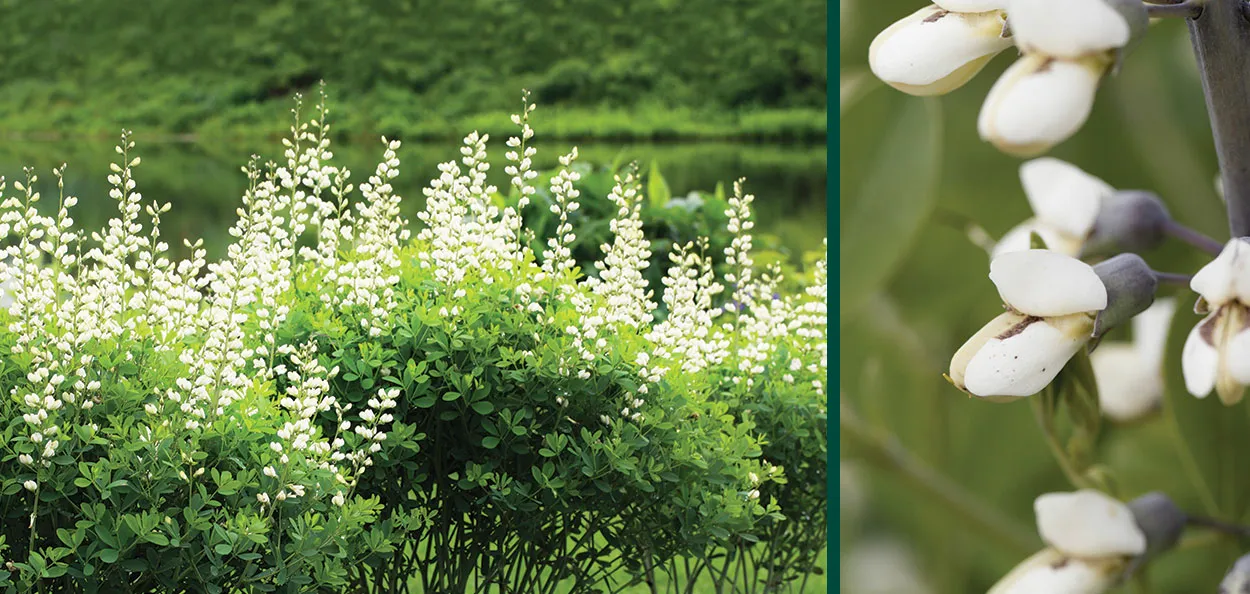 White Wild Indigo | Johnson's Nursery | KB