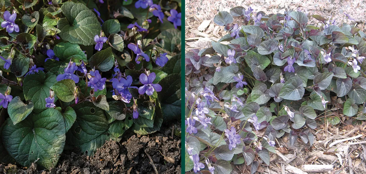 Alpine Violet | Johnson's Nursery | KB