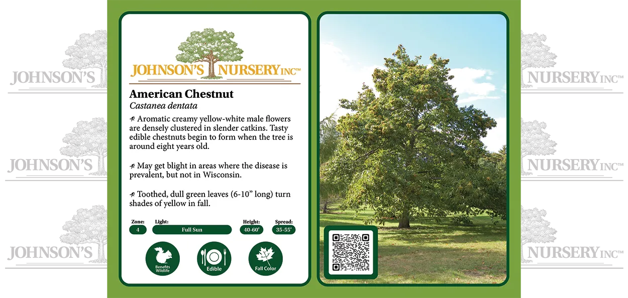 American Chestnut | Johnson's Nursery | KB