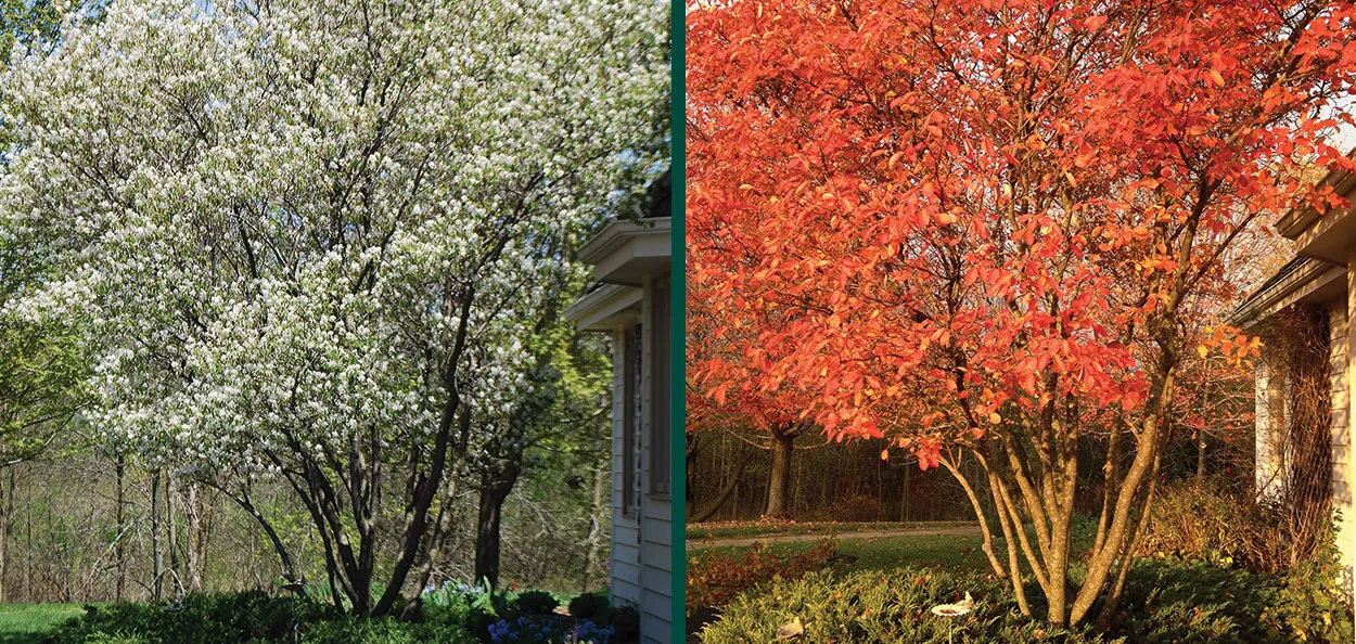 Autumn Brilliance® Serviceberry | Johnson's Nursery | KB