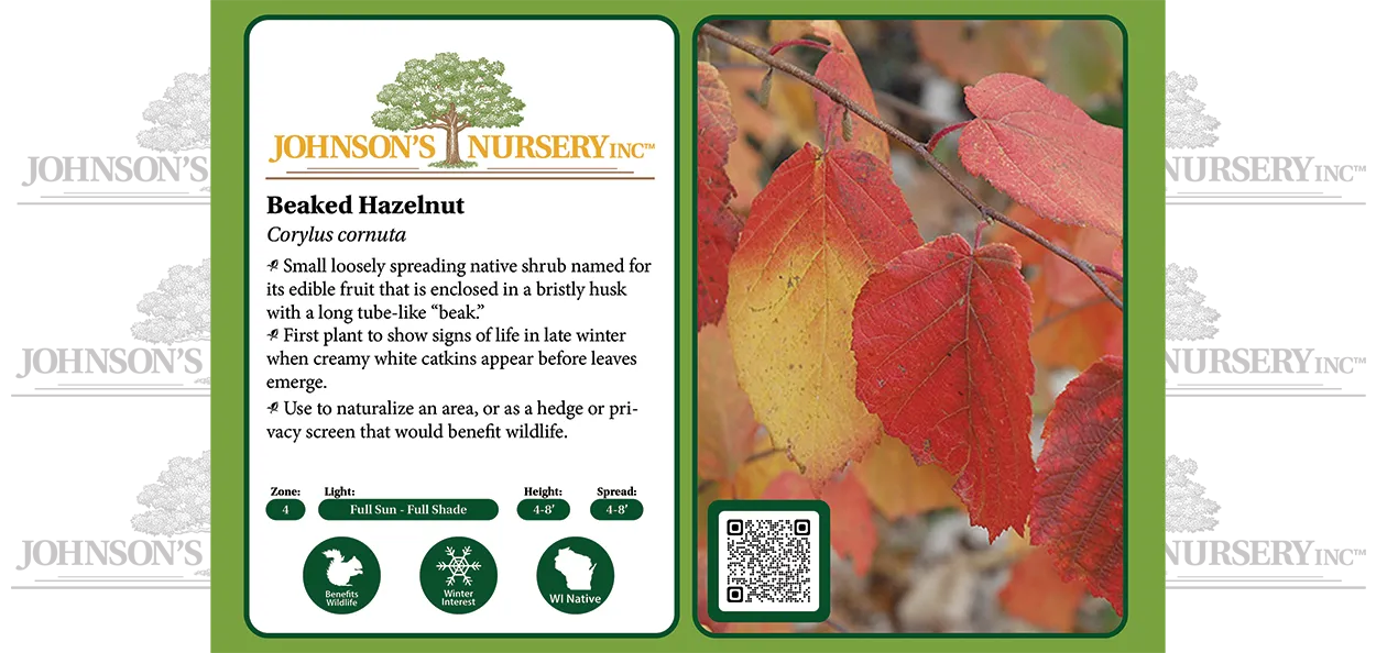 Beaked Hazelnut | Johnson's Nursery | KB
