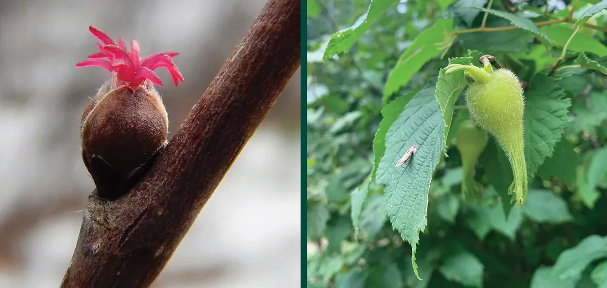 Beaked Hazelnut | Johnson's Nursery | KB