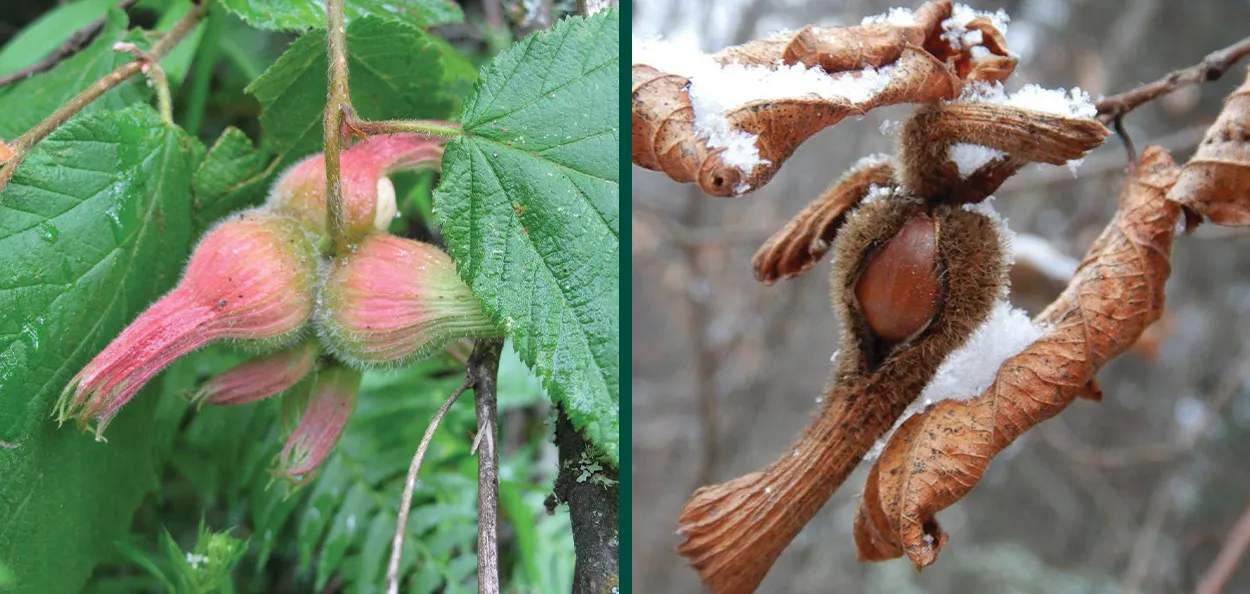 Beaked Hazelnut | Johnson's Nursery | KB