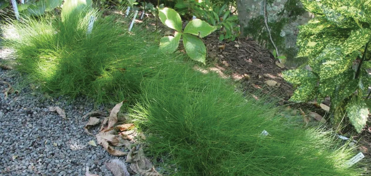 Bristleleaf Sedge | Johnson's Nursery | KB