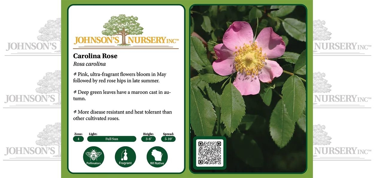 Carolina Rose | Johnson's Nursery | KB