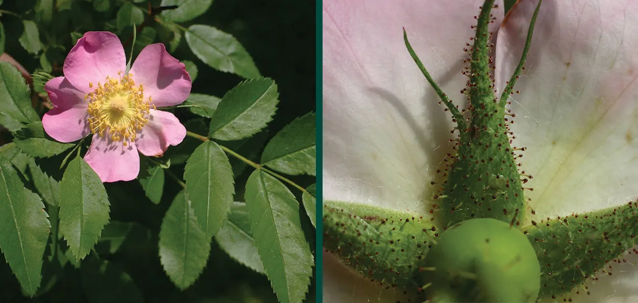 Carolina Rose | Johnson's Nursery | KB