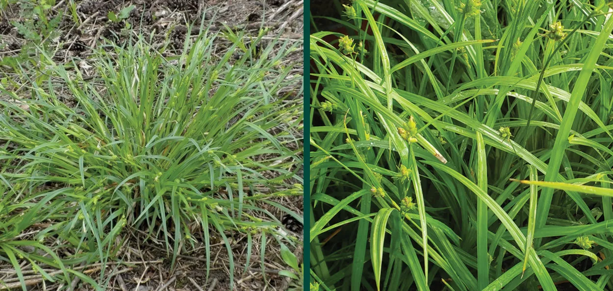 Common Wood Sedge | Johnson's Nursery | KB