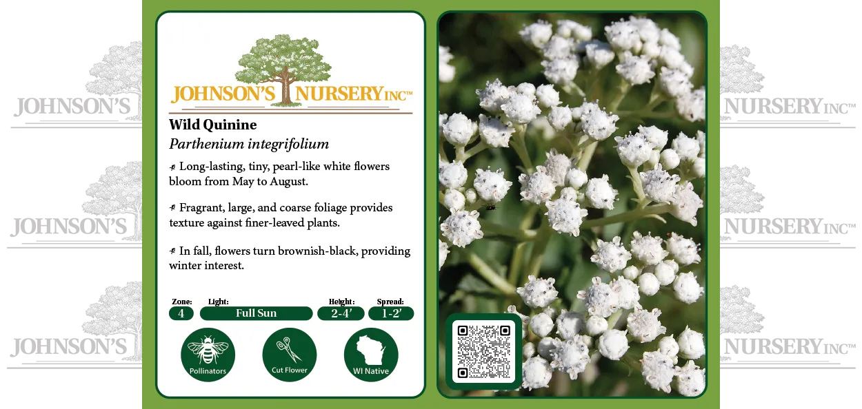Wild Quinine | Johnson's Nursery | KB