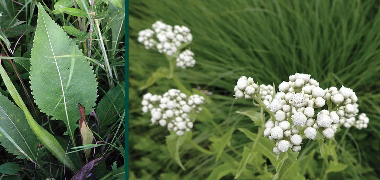 Wild Quinine | Johnson's Nursery | KB