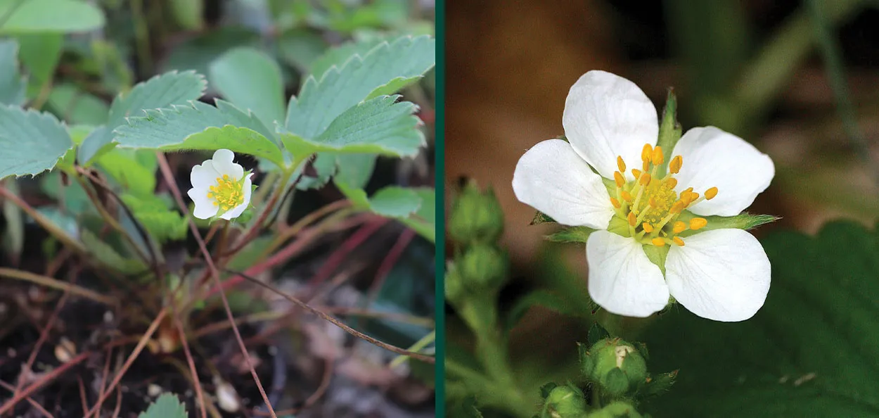 Wild Strawberry | Johnson's Nursery | KB