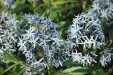 Willowleaf Amsonia | Johnson's Nursery | KB