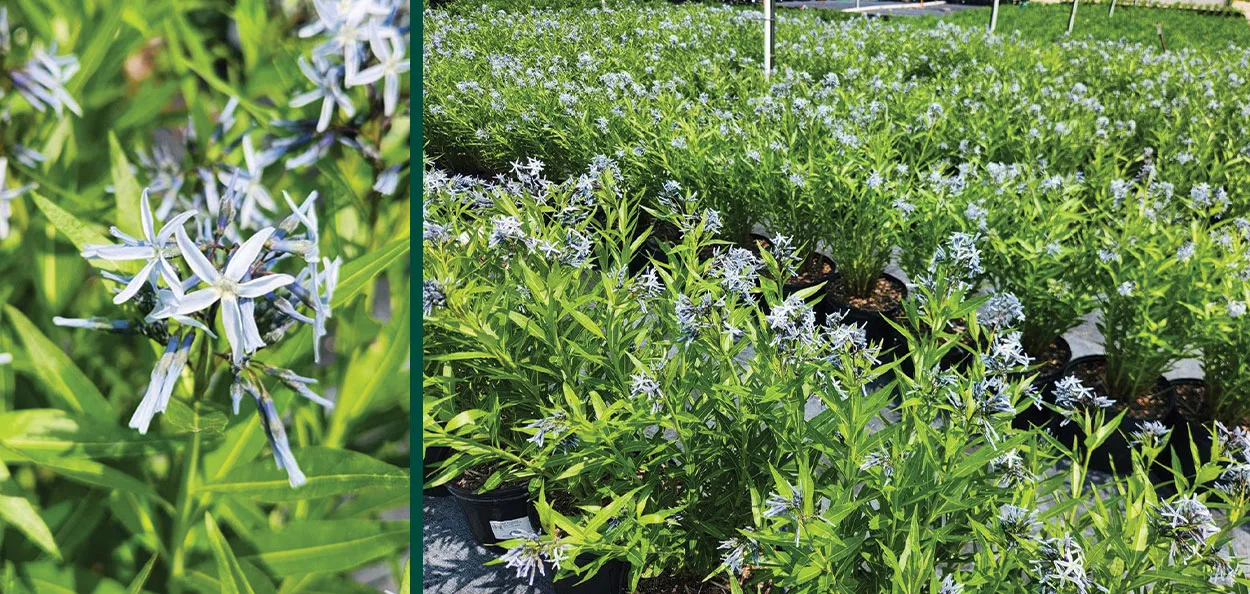 Willowleaf Amsonia | Johnson's Nursery | KB