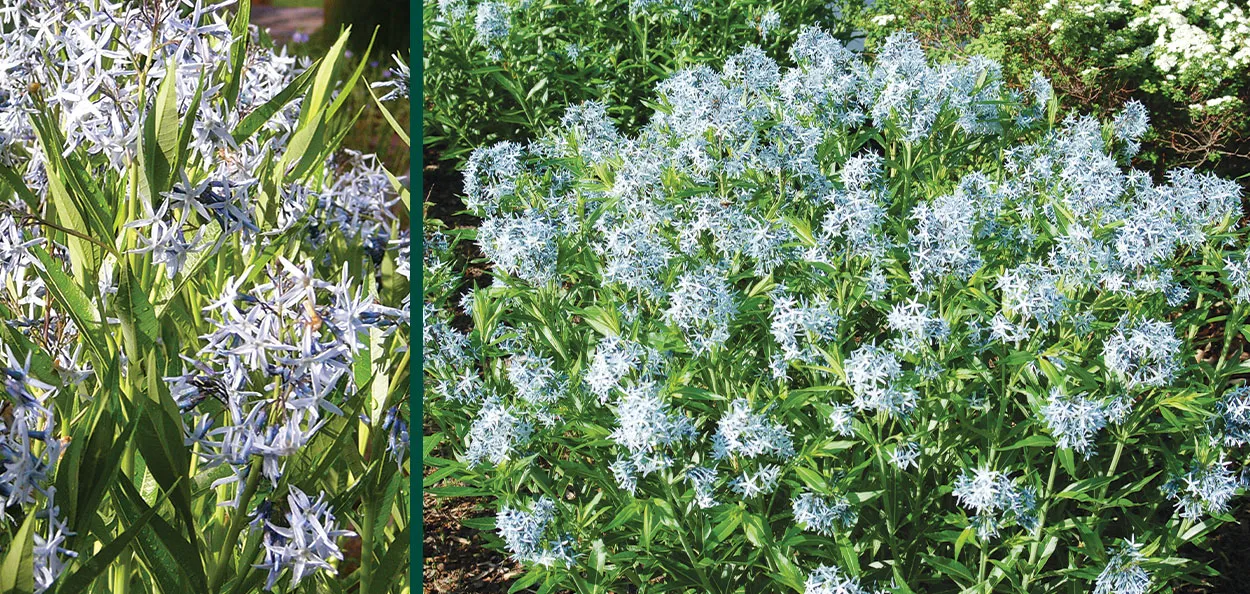 Willowleaf Amsonia | Johnson's Nursery | KB