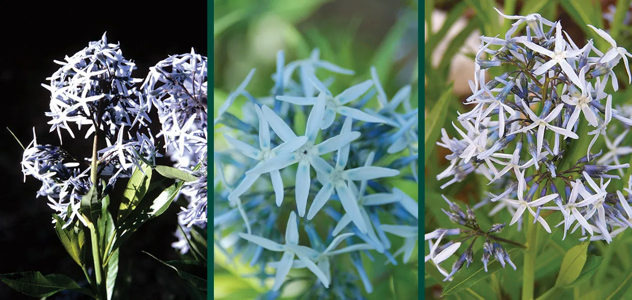 Willowleaf Amsonia | Johnson's Nursery | KB