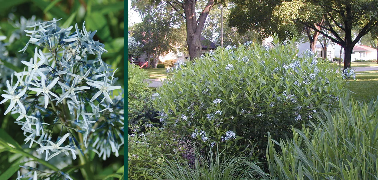 Willowleaf Amsonia | Johnson's Nursery | KB