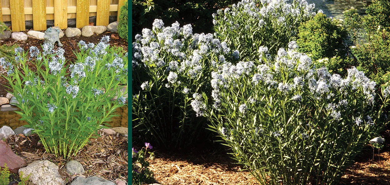 Willowleaf Amsonia | Johnson's Nursery | KB