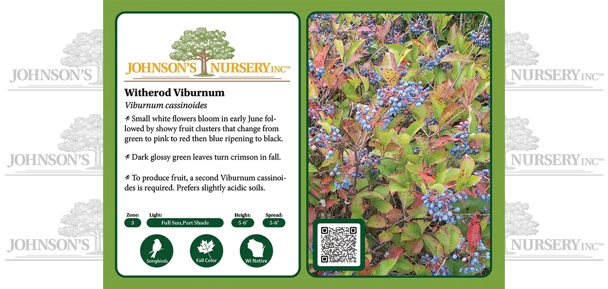 Witherod Viburnum | Johnson's Nursery | KB