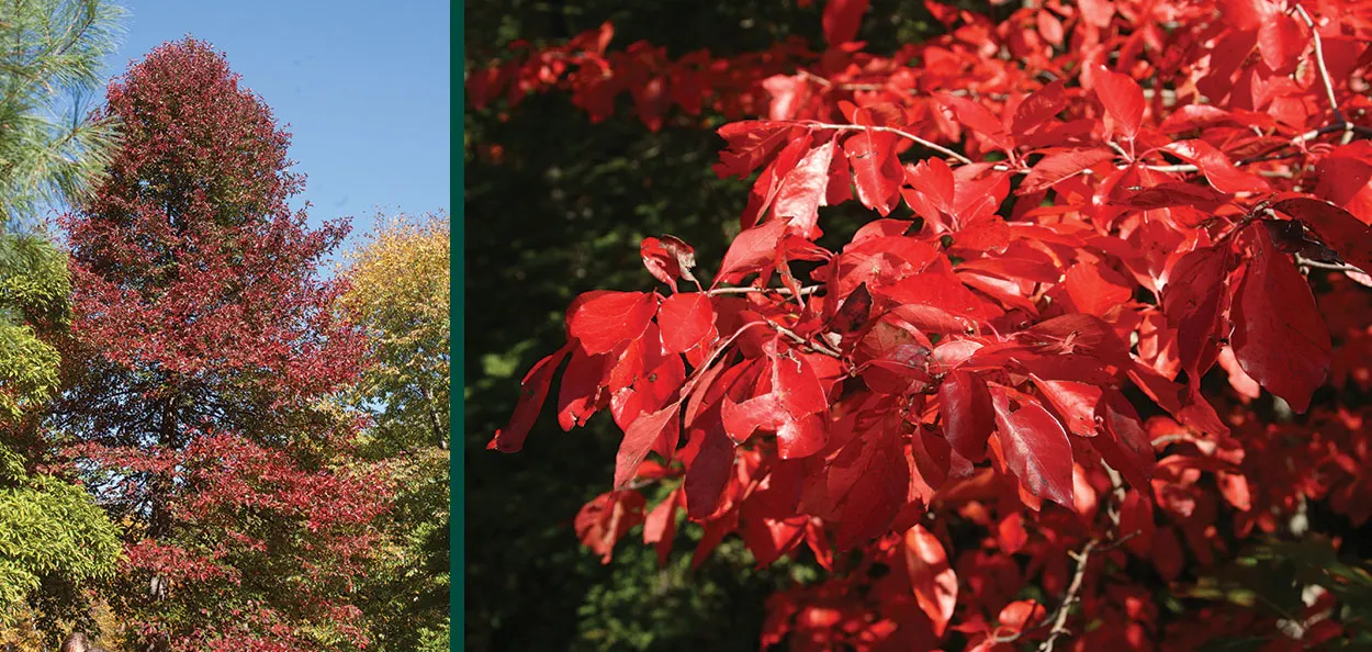 Black Gum | Johnson's Nursery | KB