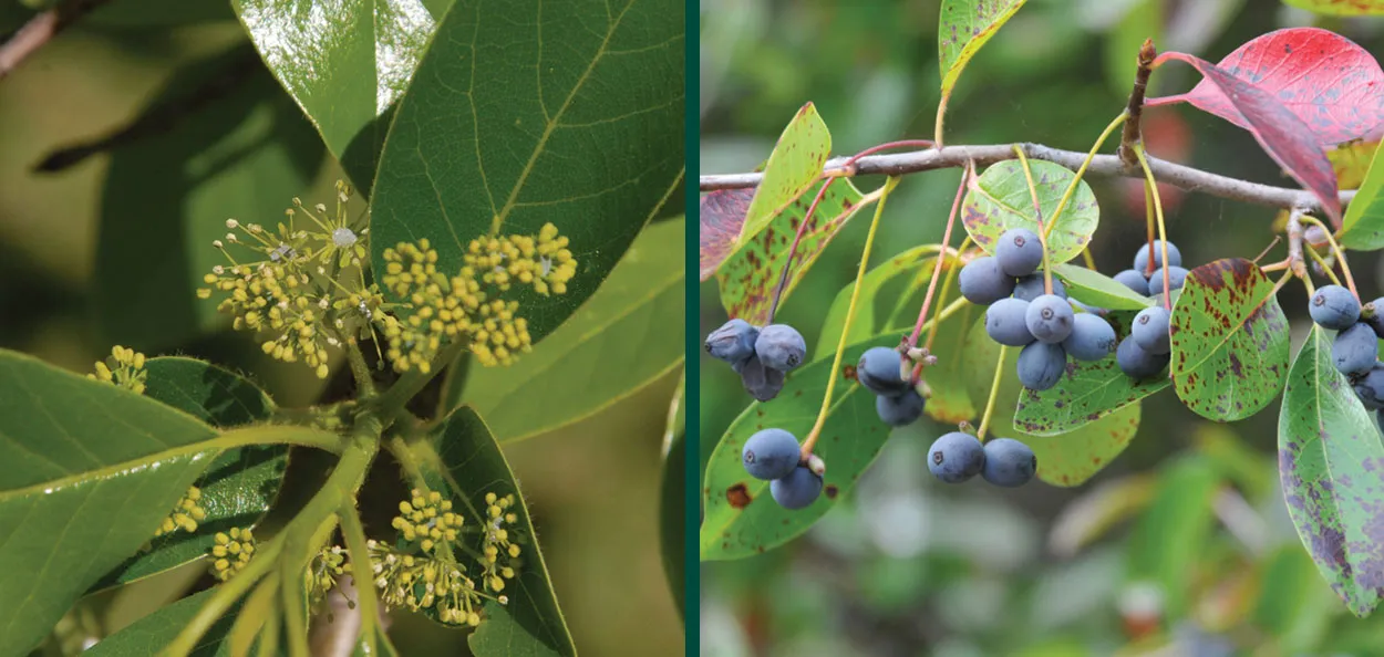 Black Gum | Johnson's Nursery | KB