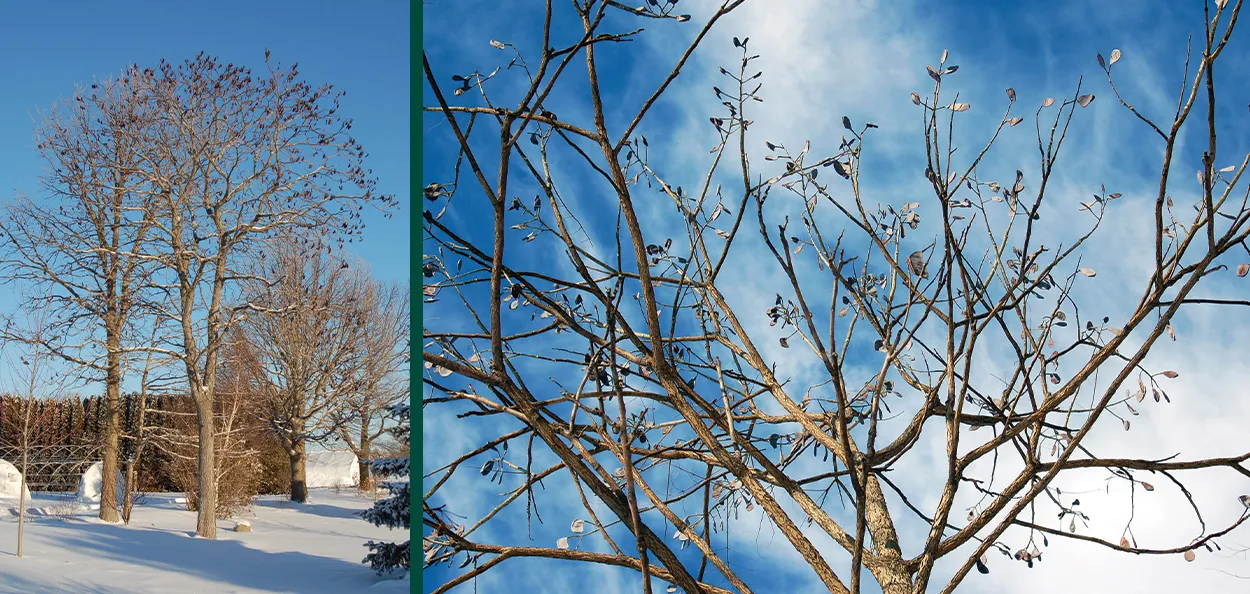 Kentucky Coffeetree | Johnson's Nursery | KB