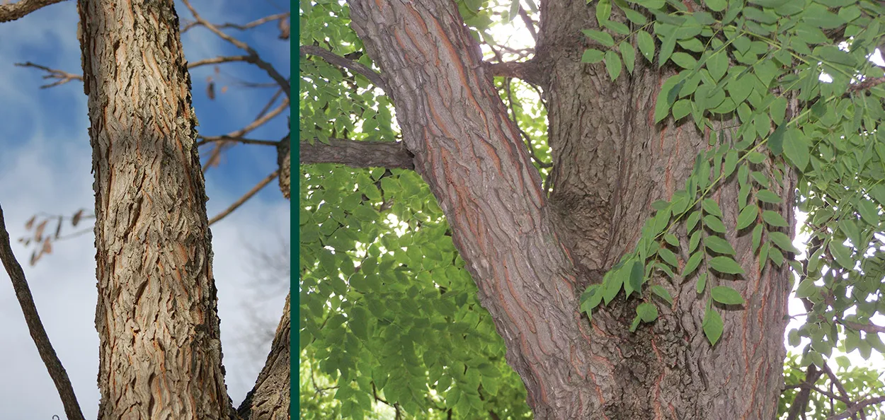 Kentucky Coffeetree | Johnson's Nursery | KB