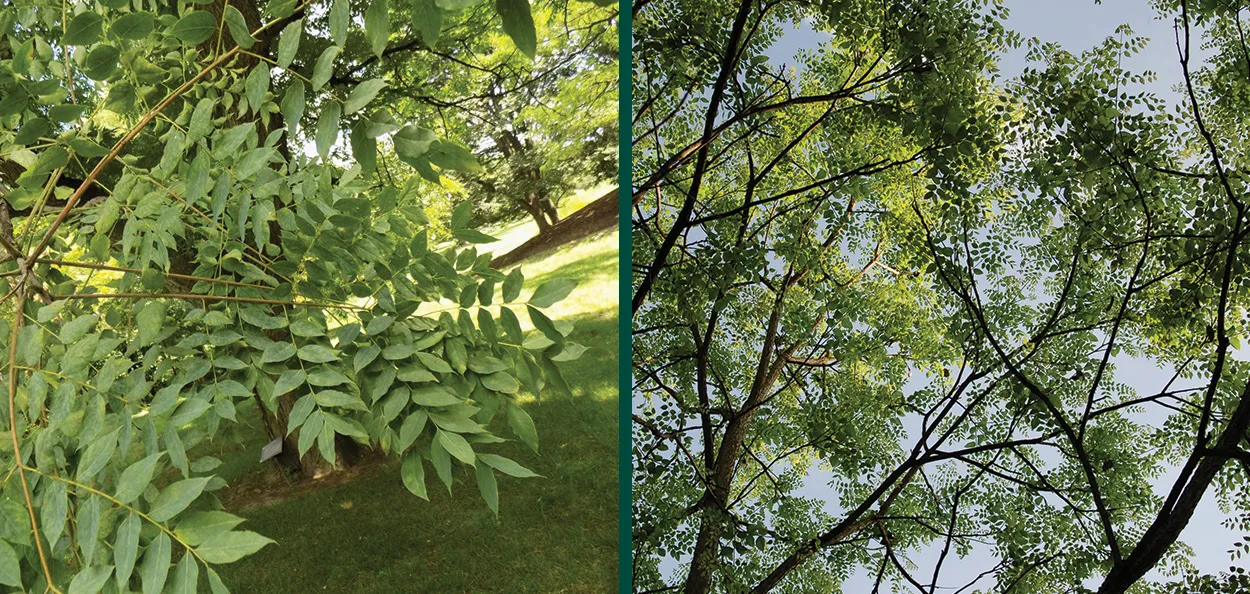 Kentucky Coffeetree | Johnson's Nursery | KB