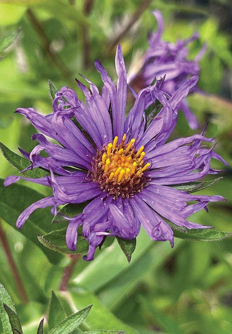 New England Aster | Johnson's Nursery | KB