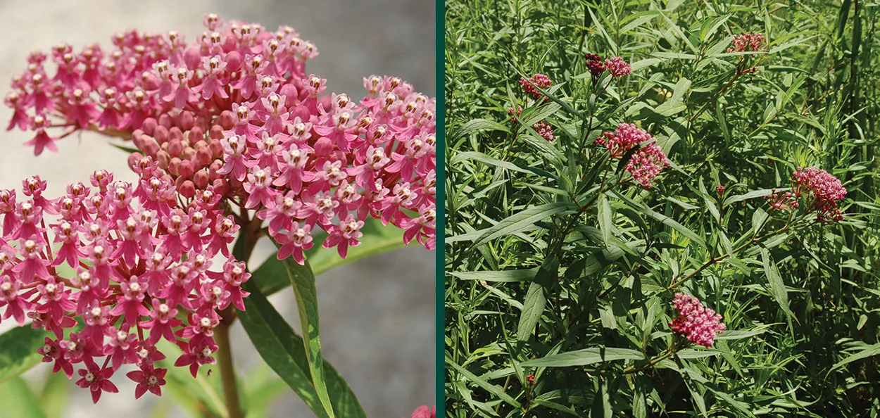 Red Milkweed | Johnson's Nursery | KB