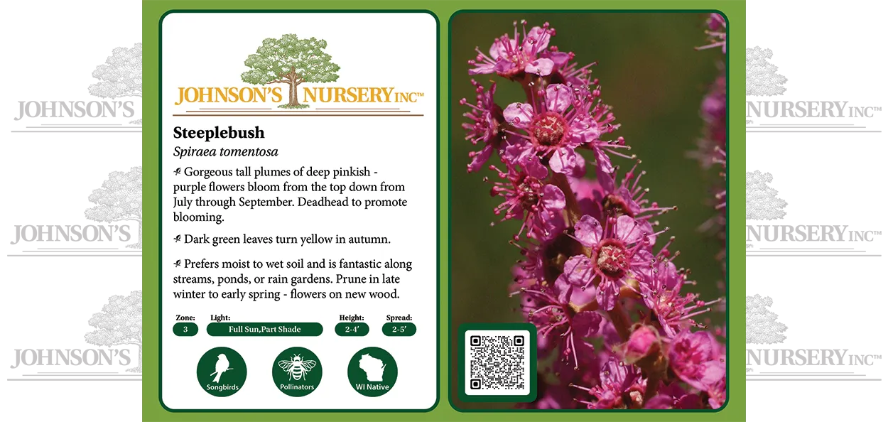 Steeplebush | Johnson's Nursery | KB