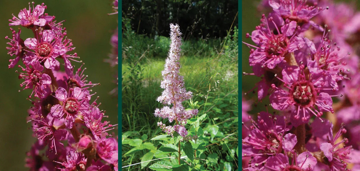 Steeplebush | Johnson's Nursery | KB