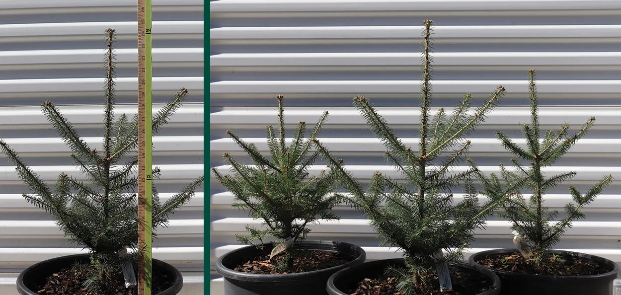 Balsam Fir | Johnson's Nursery | KB