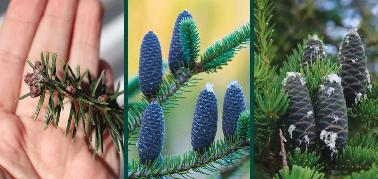 Balsam Fir | Johnson's Nursery | KB