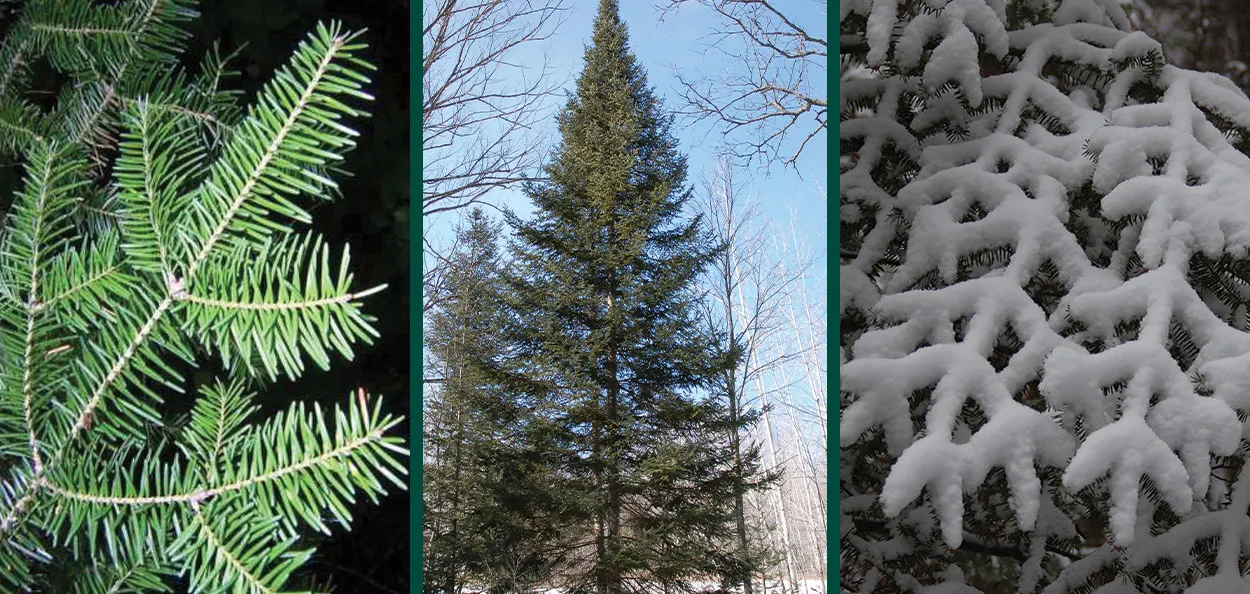 Balsam Fir | Johnson's Nursery | KB