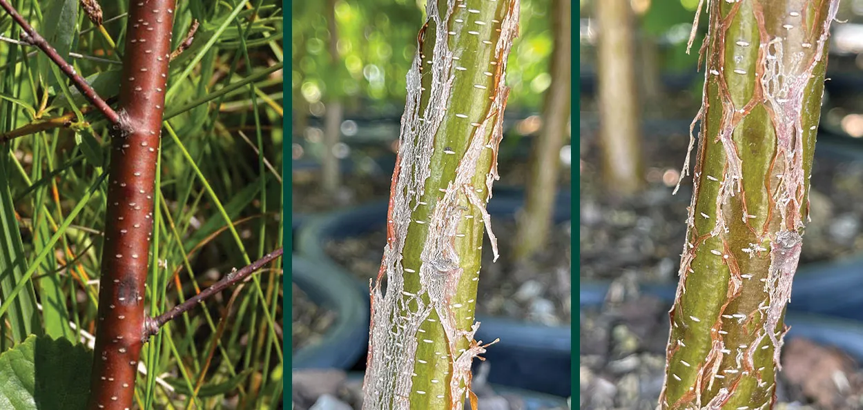 Bog Birch | Johnson's Nursery | KB