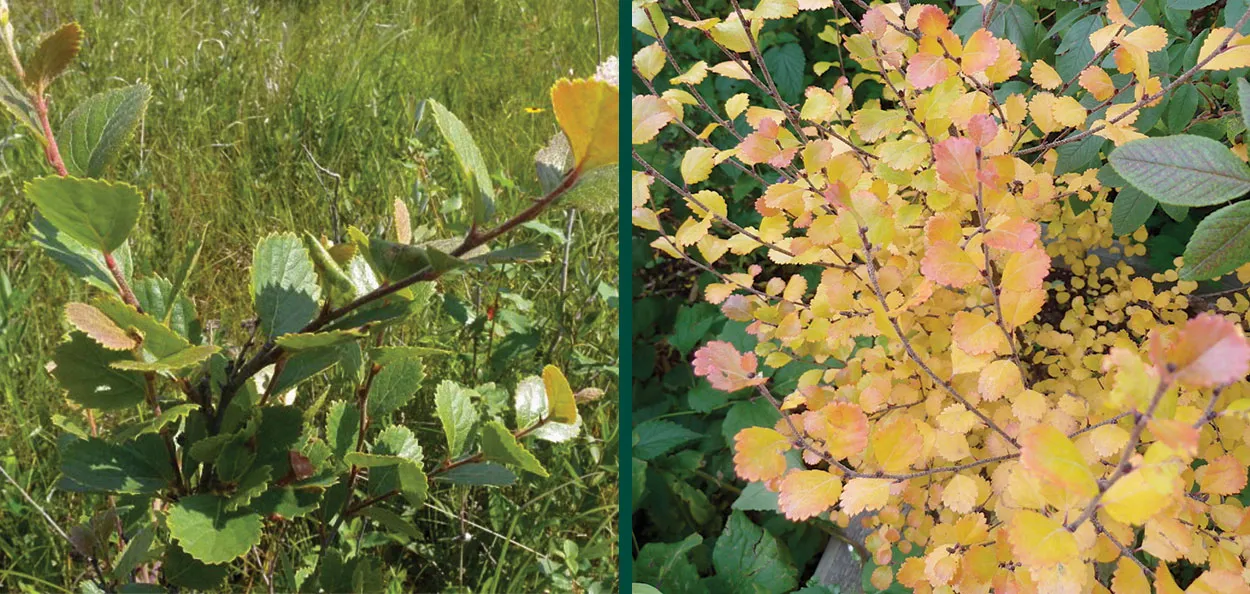 Bog Birch | Johnson's Nursery | KB