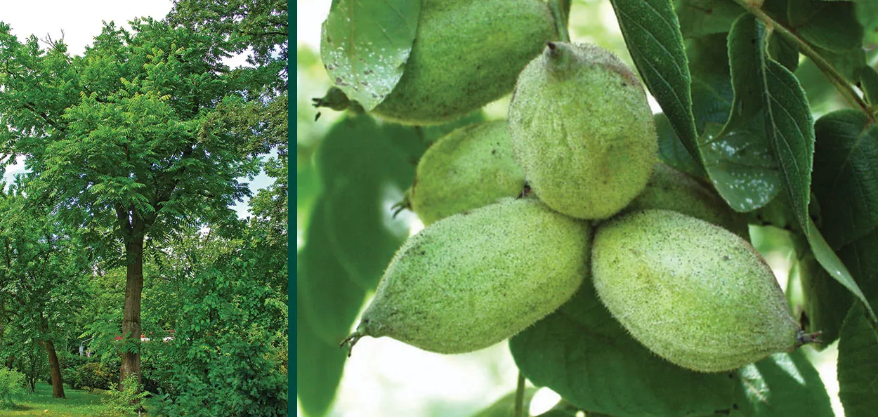 Butternut | Johnson's Nursery | KB