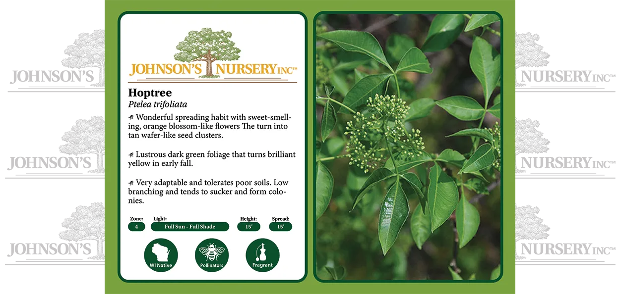 Hoptree | Johnson's Nursery | KB