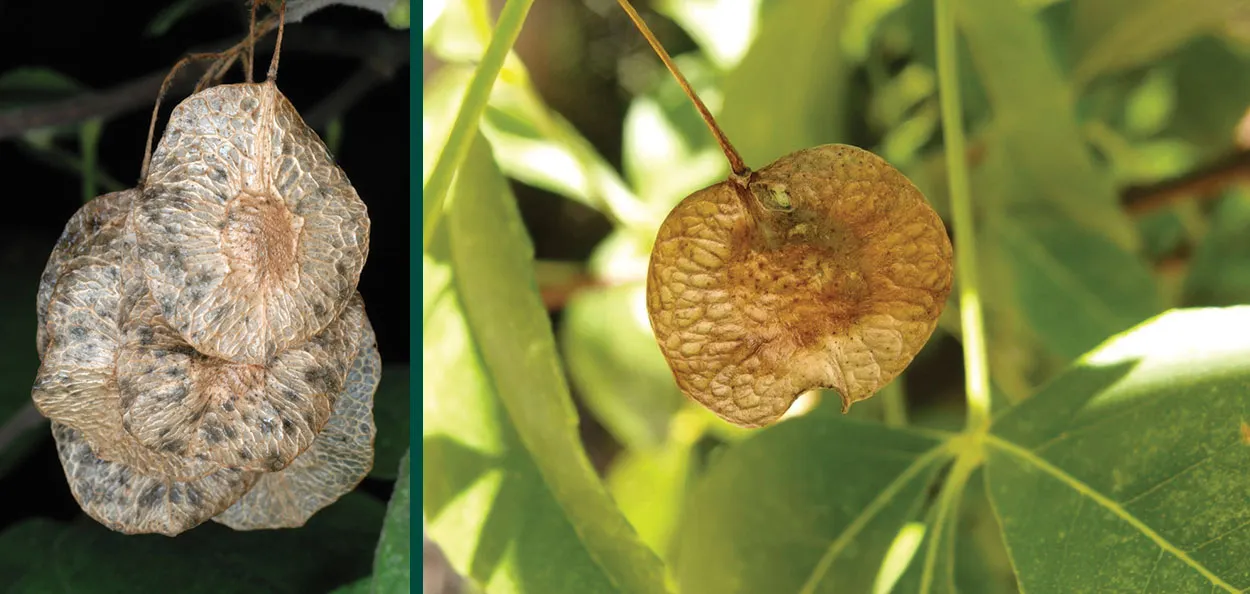 Hoptree | Johnson's Nursery | KB