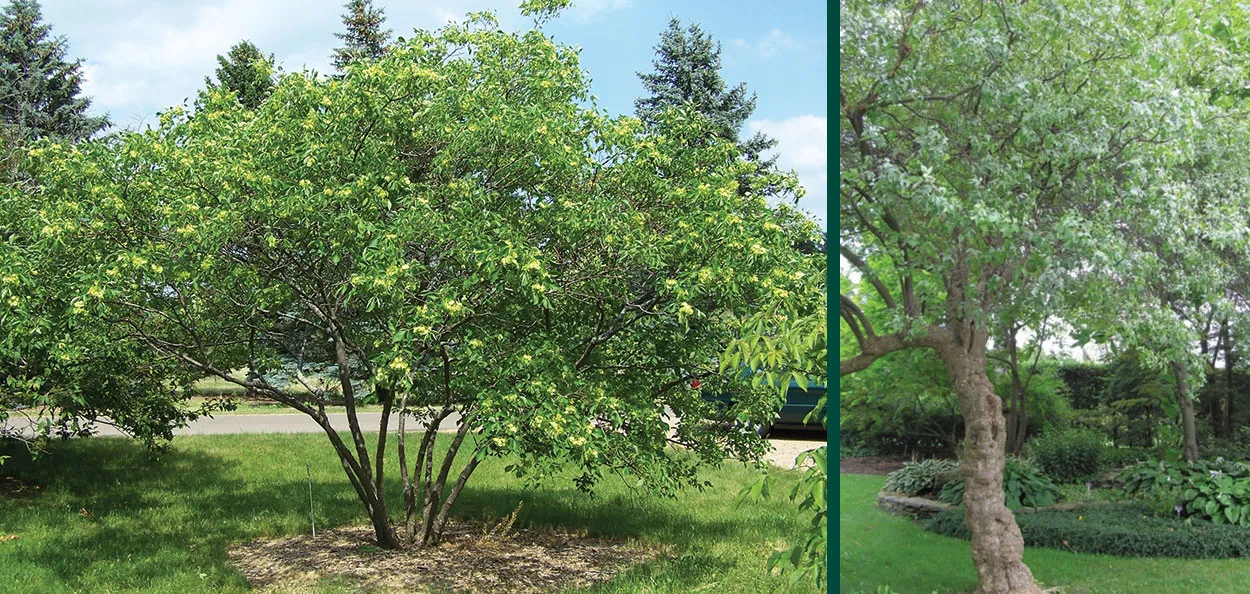 Hoptree | Johnson's Nursery | KB