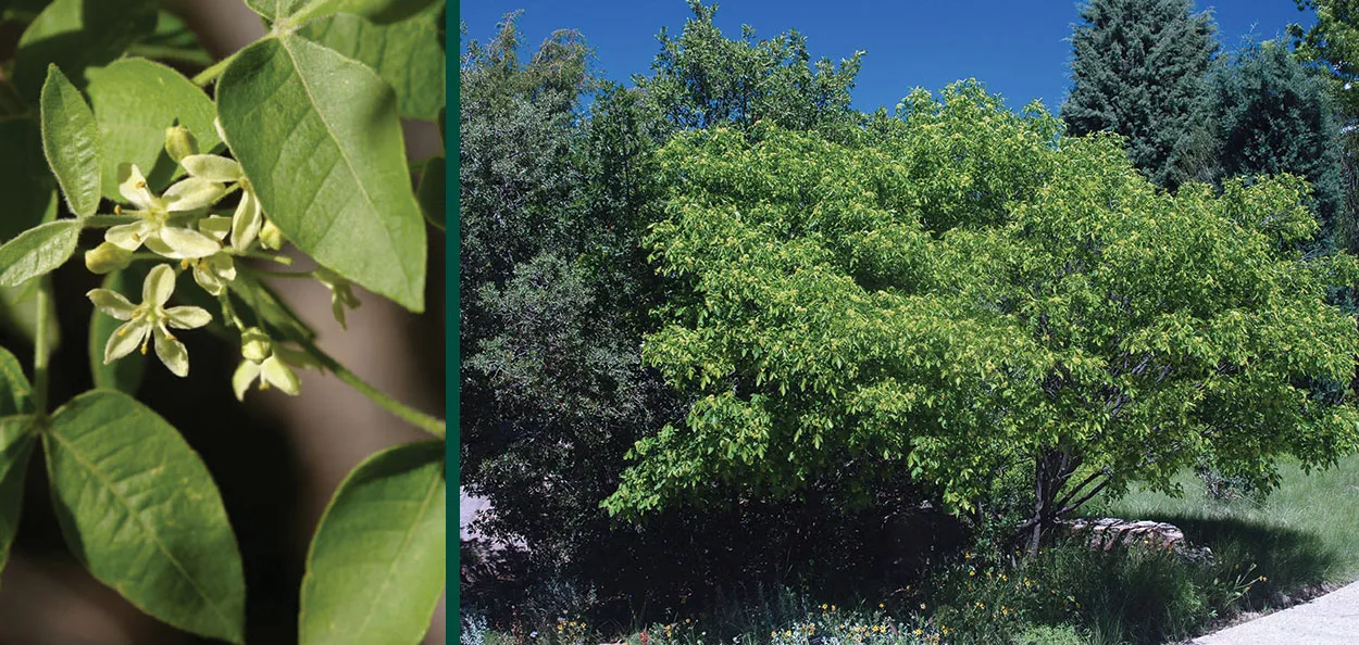 Hoptree | Johnson's Nursery | KB