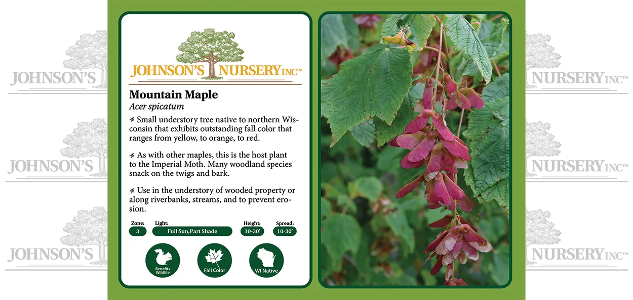 Mountain Maple | Johnson's Nursery | KB