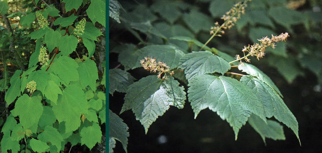 Mountain Maple | Johnson's Nursery | KB